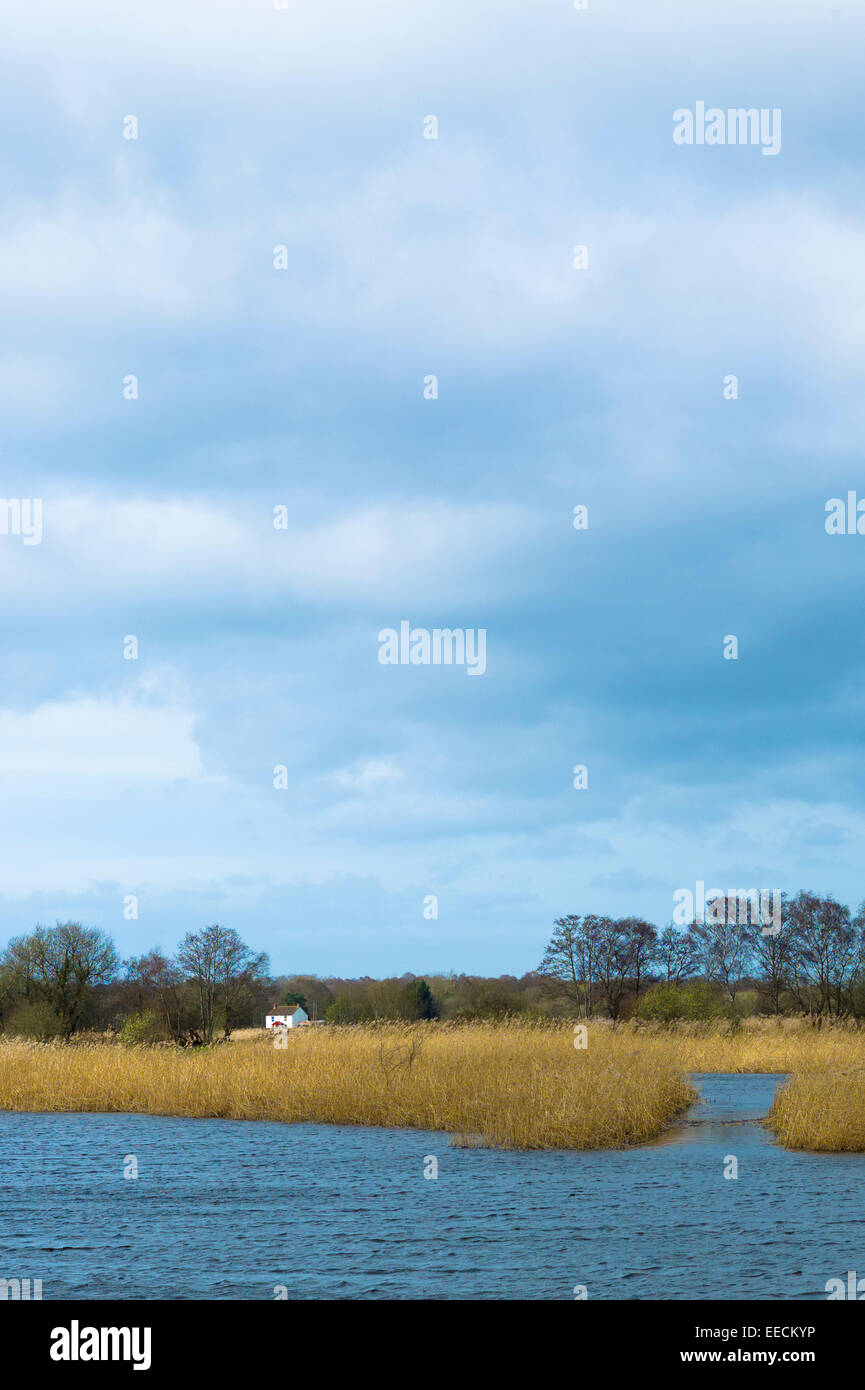 White cottage in the landscape among reeds in a reedbed and marshes in ...