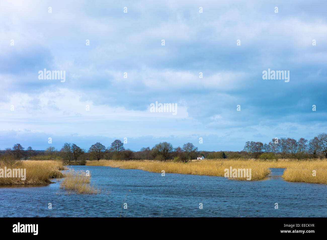White cottage in the landscape among reeds in a reedbed and marshes in ...