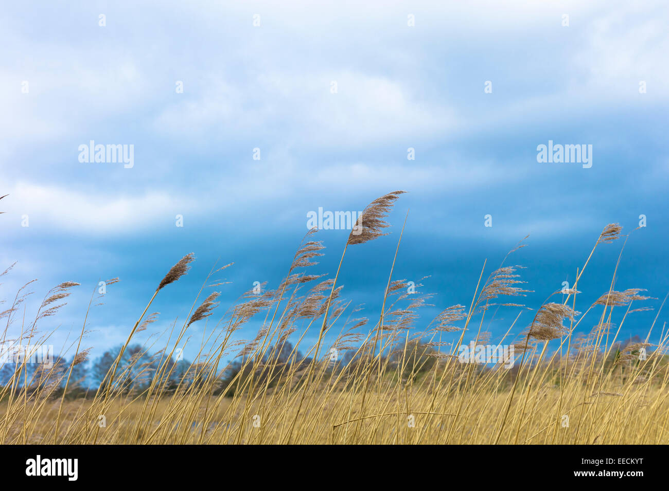 Grasses and reeds blowing in the wind in a reedbed on the marshes in ...