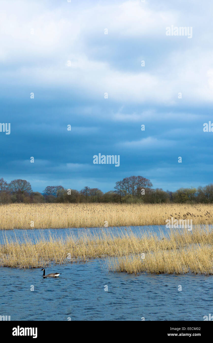 Canada Goose, Branta canadensis, among reeds in reedbed and marshes ...