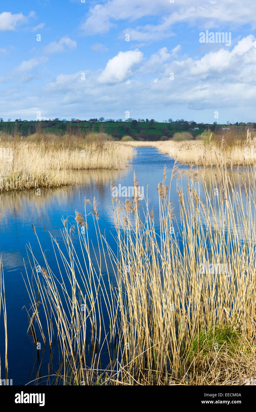 Reedbed and marshes in The Somerset Levels Nature Reserve in Southern ...