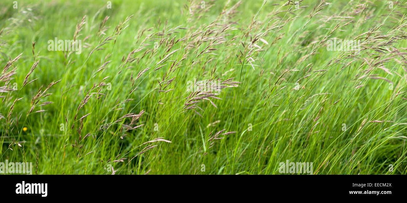 Wild ornamental grasses in grassland field in Oxfordshire, UK Stock ...