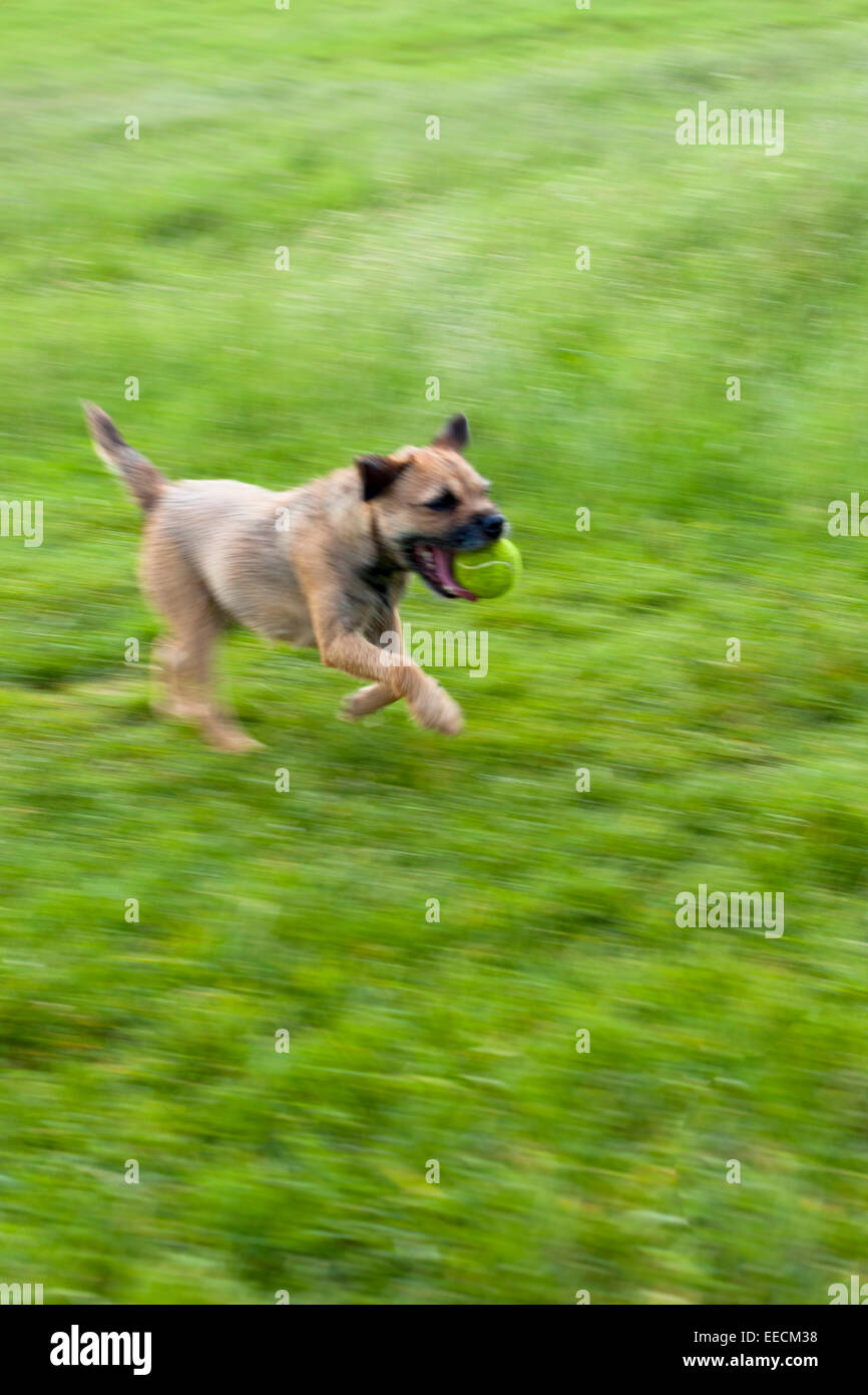 Border Terrier dog rushing along holding tennis ball in mouth Stock ...