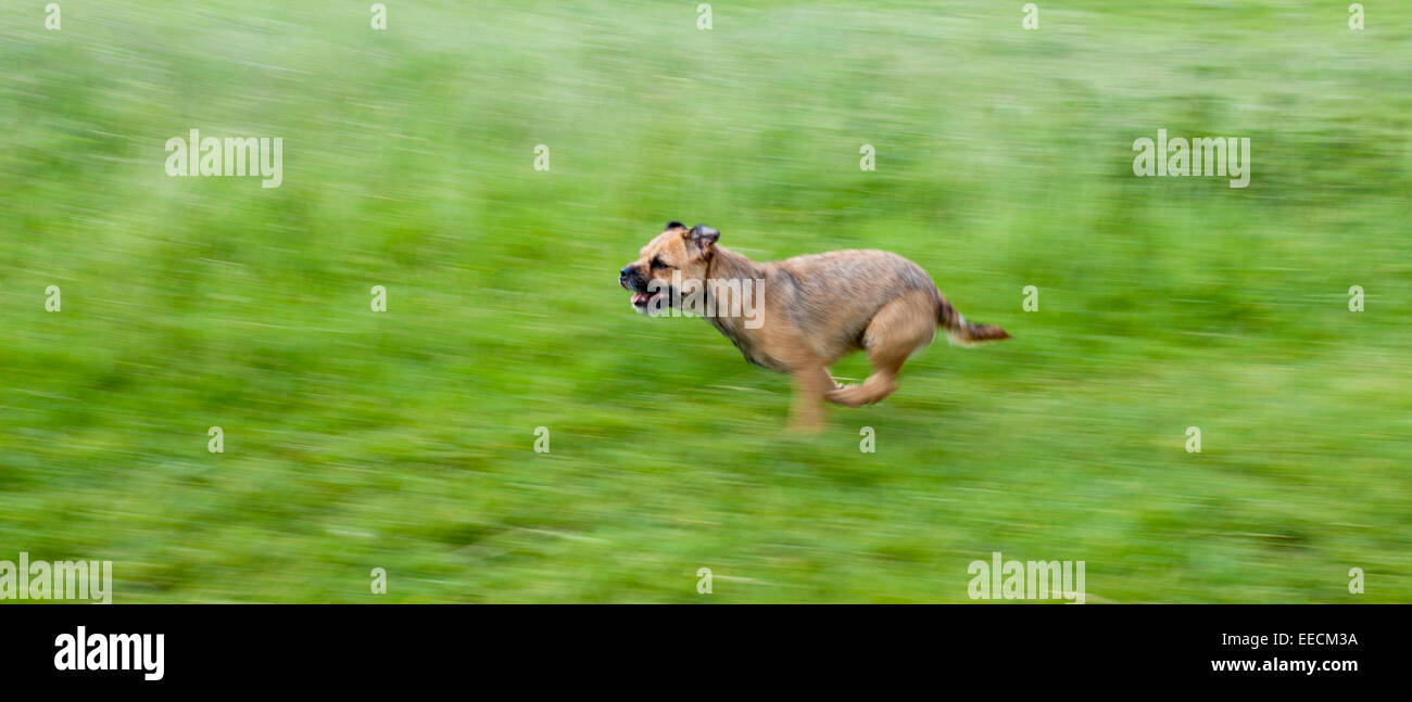 Galloping dog hi-res stock photography and images - Alamy