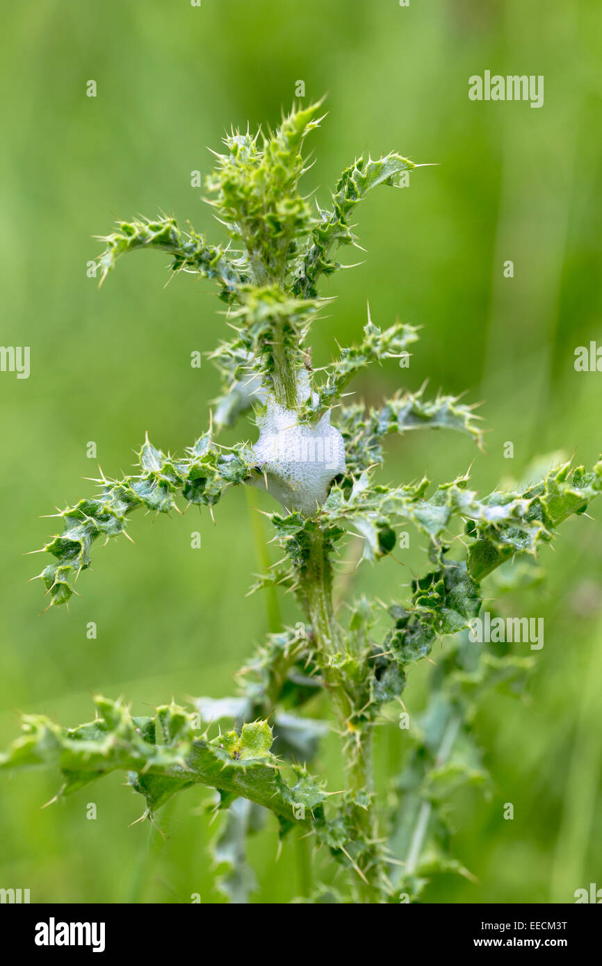 Cuckoo spit foam protecting lavae of Froghoppers, Philaenus spumarius ...