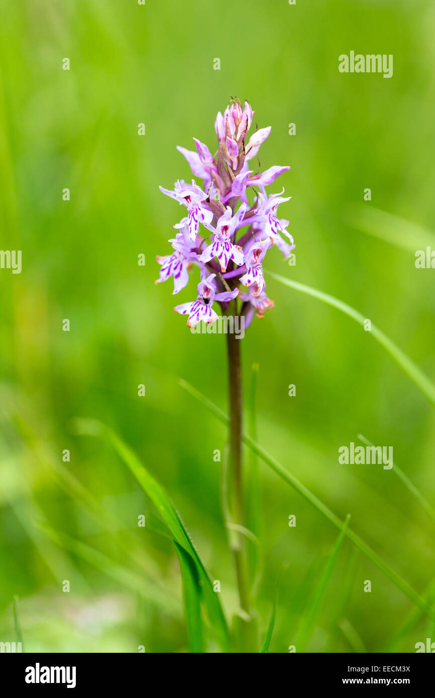 Pyramidal Orchid, Anacamptis pyramidalis, perennial herbaceous plant in ...