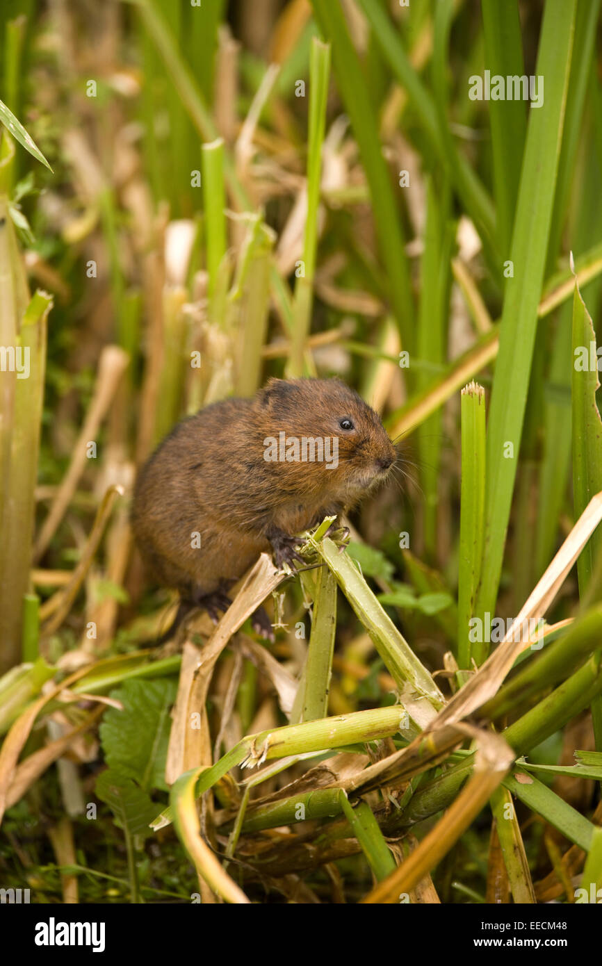 Water voles droppings hi-res stock photography and images - Alamy