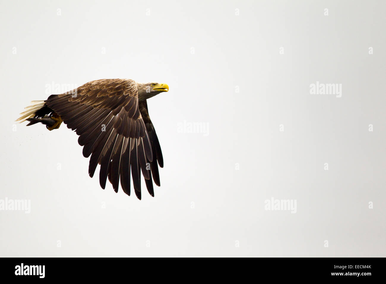 White Tailed Eagle in Flight Stock Photo - Alamy