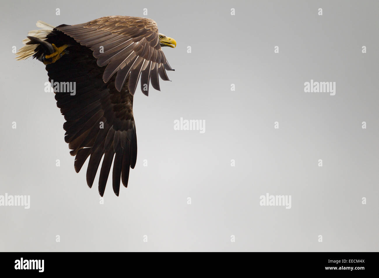 White Tailed Eagle in Flight Stock Photo - Alamy