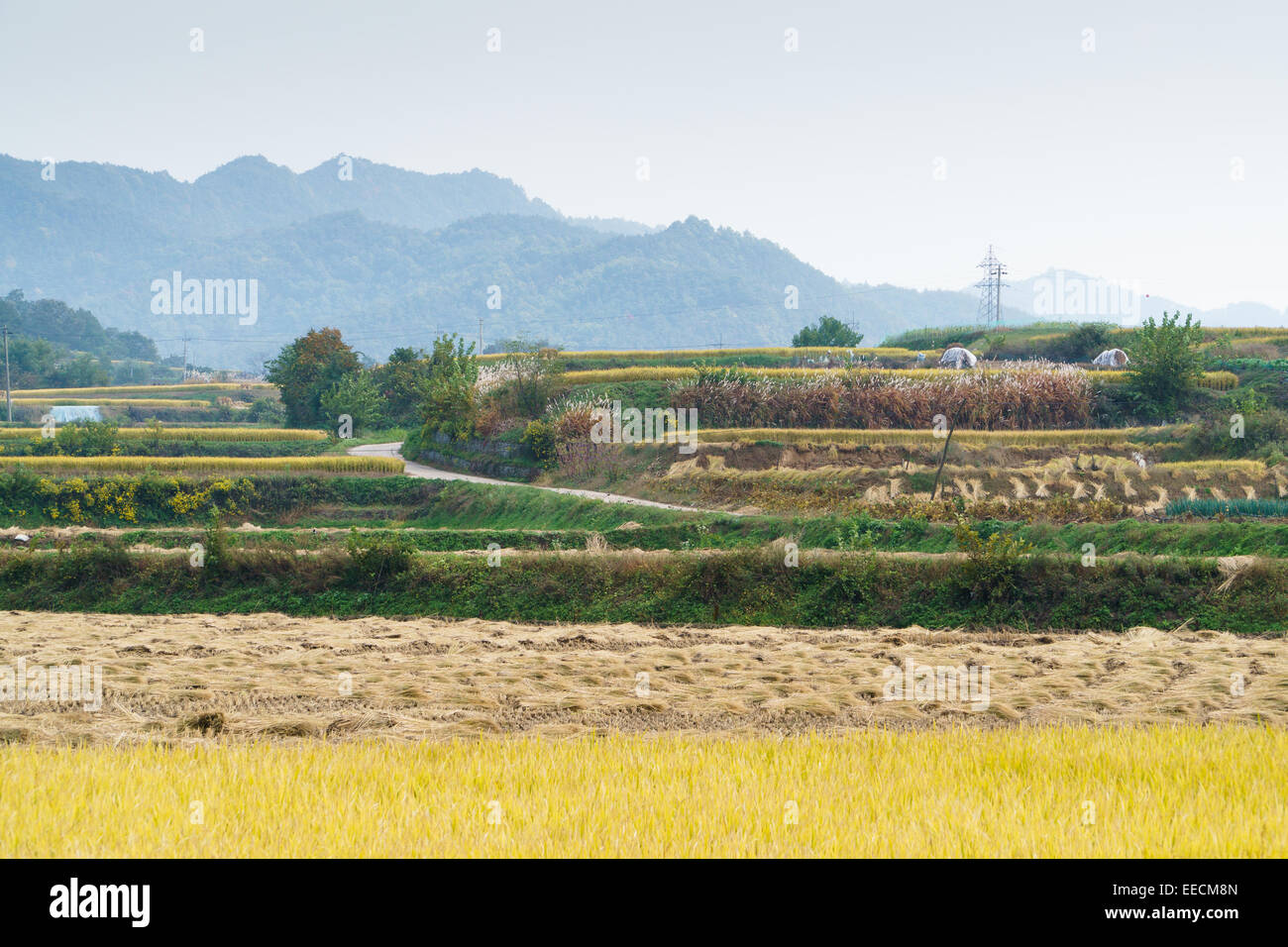 Korea rice harvest hi-res stock photography and images - Alamy