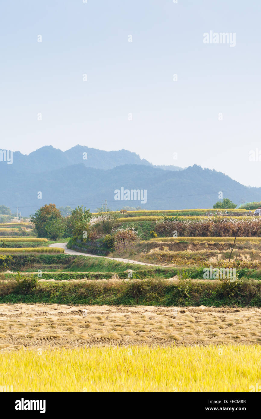 Terraced paddy field hi-res stock photography and images - Alamy