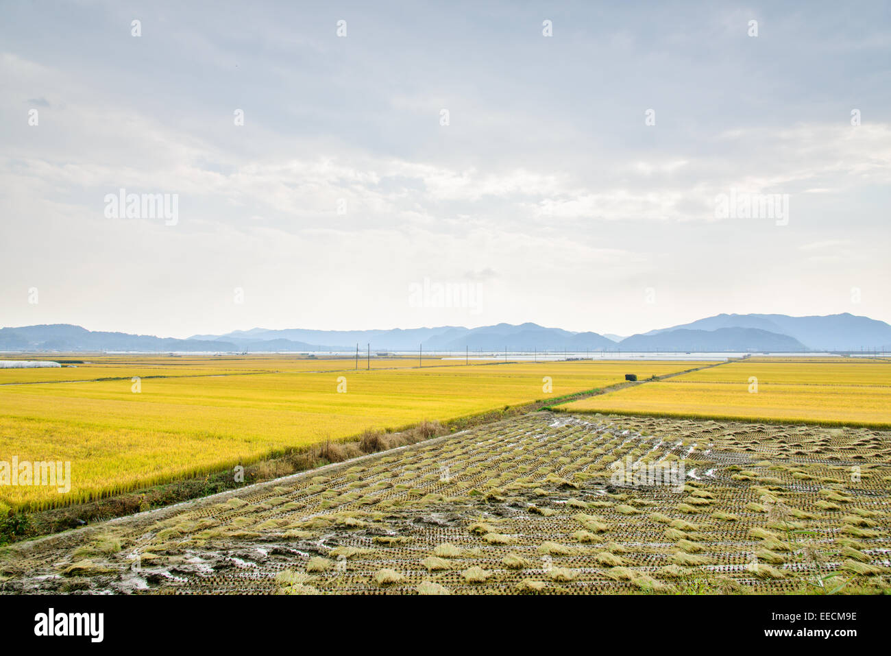 Paddy ridge straw hi-res stock photography and images - Alamy