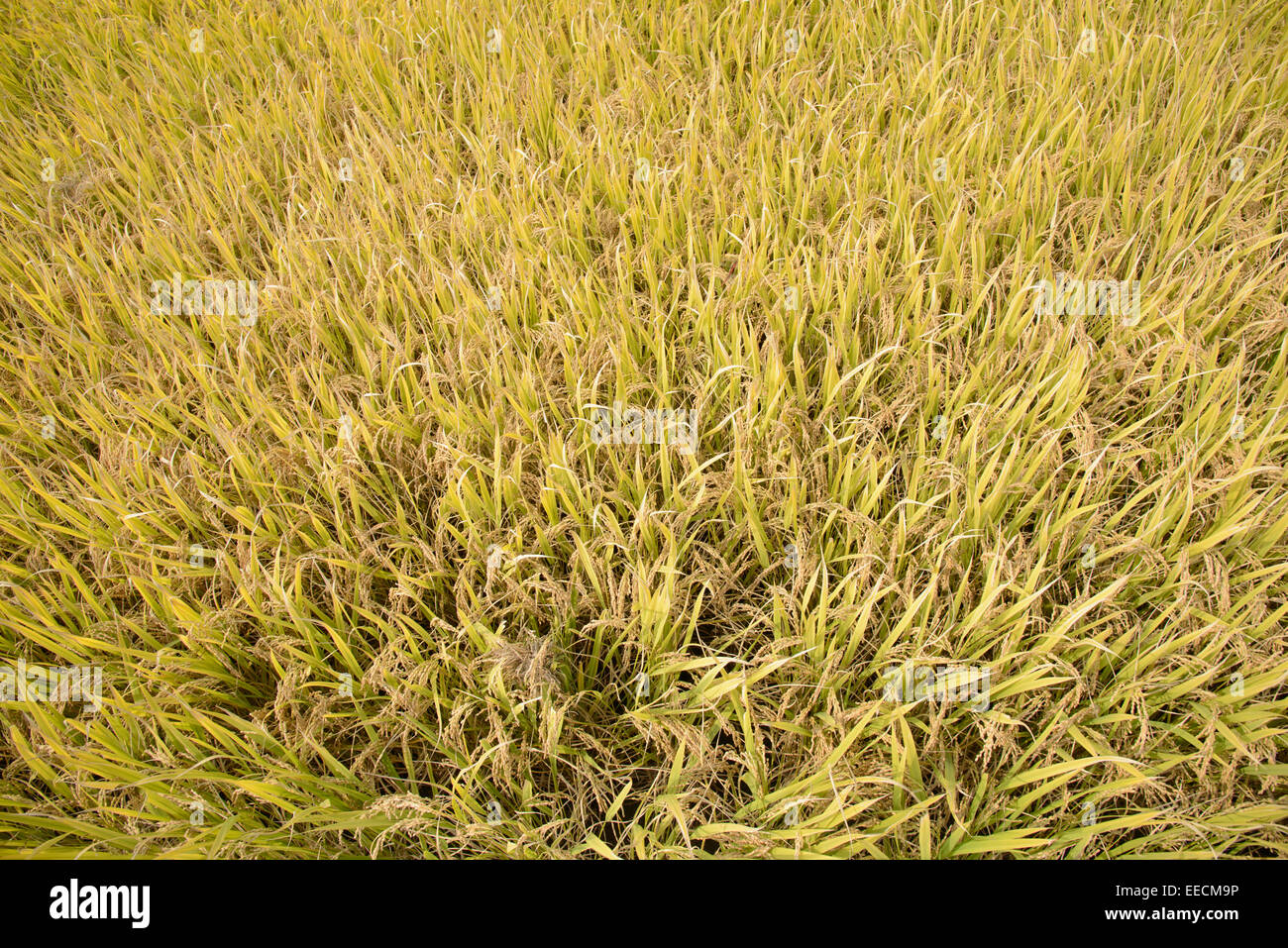 view of full ripen golden rice paddy in autumn Stock Photo - Alamy