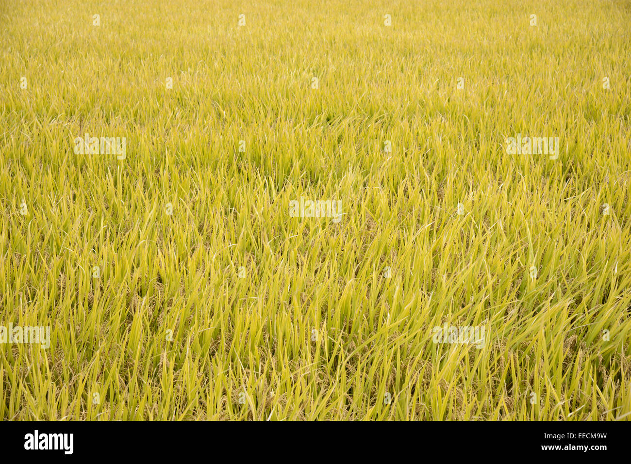 view of full ripen golden rice paddy in autumn Stock Photo - Alamy