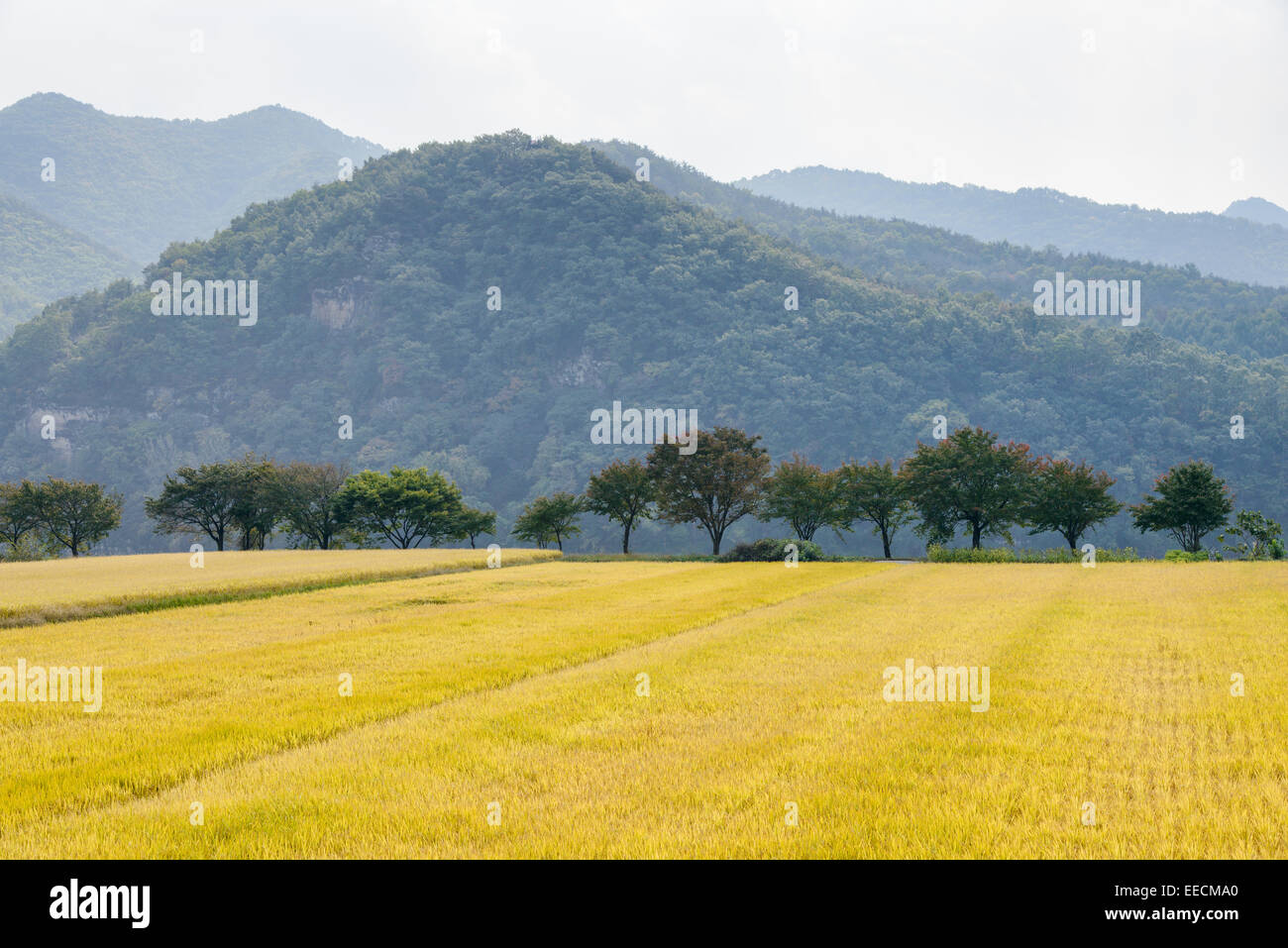 Full tree view hi-res stock photography and images - Alamy