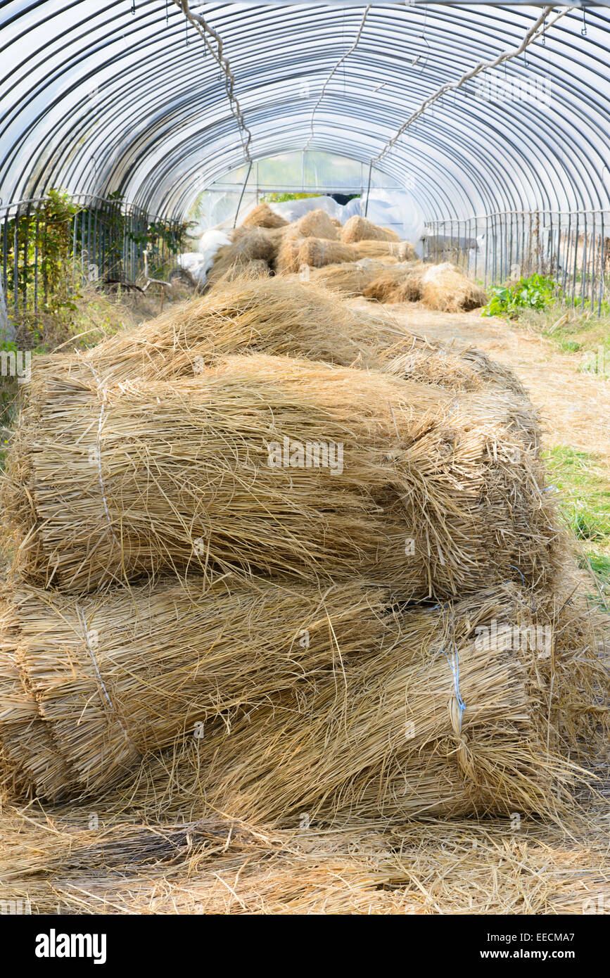 Back sunlight hi-res stock photography and images - Alamy