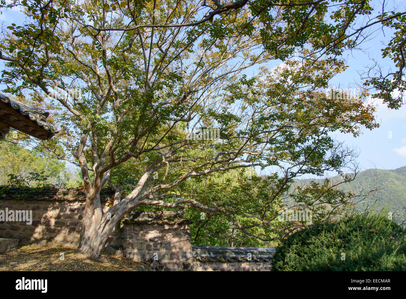 Crape Myrtle tree branch in a outdoor Stock Photo - Alamy
