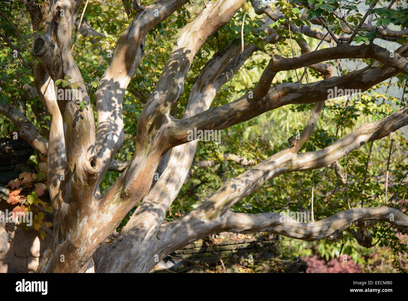 Myrtle tree hi-res stock photography and images - Alamy