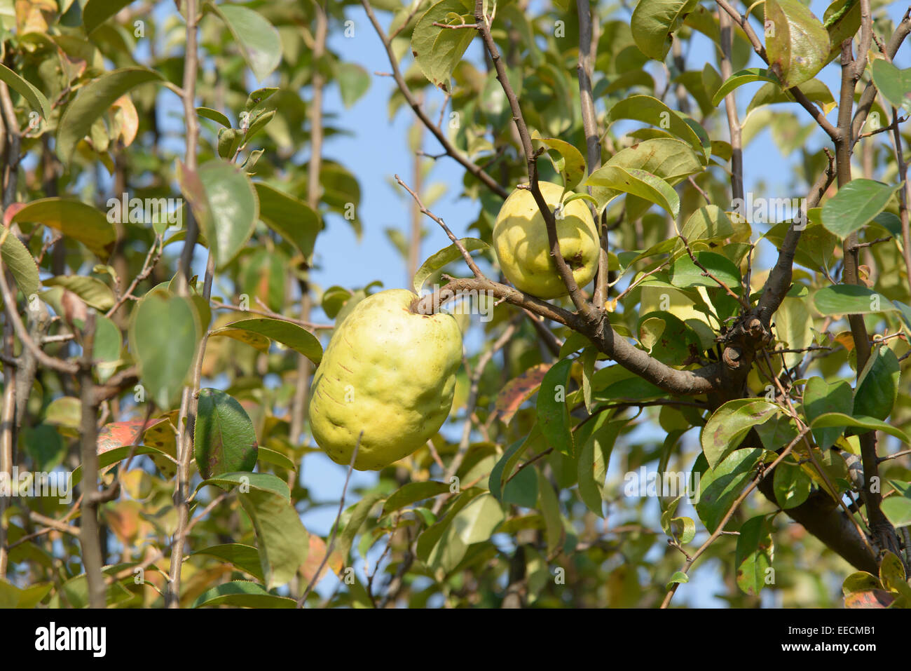 Quince trees hi-res stock photography and images - Alamy