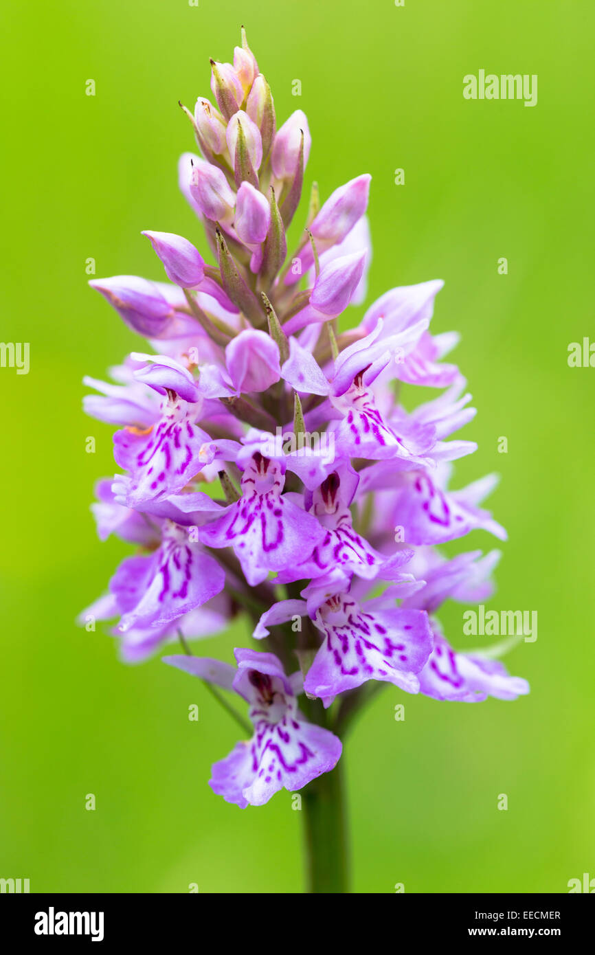 Pyramidal Orchid, Anacamptis pyramidalis, perennial herbaceous plant in ...