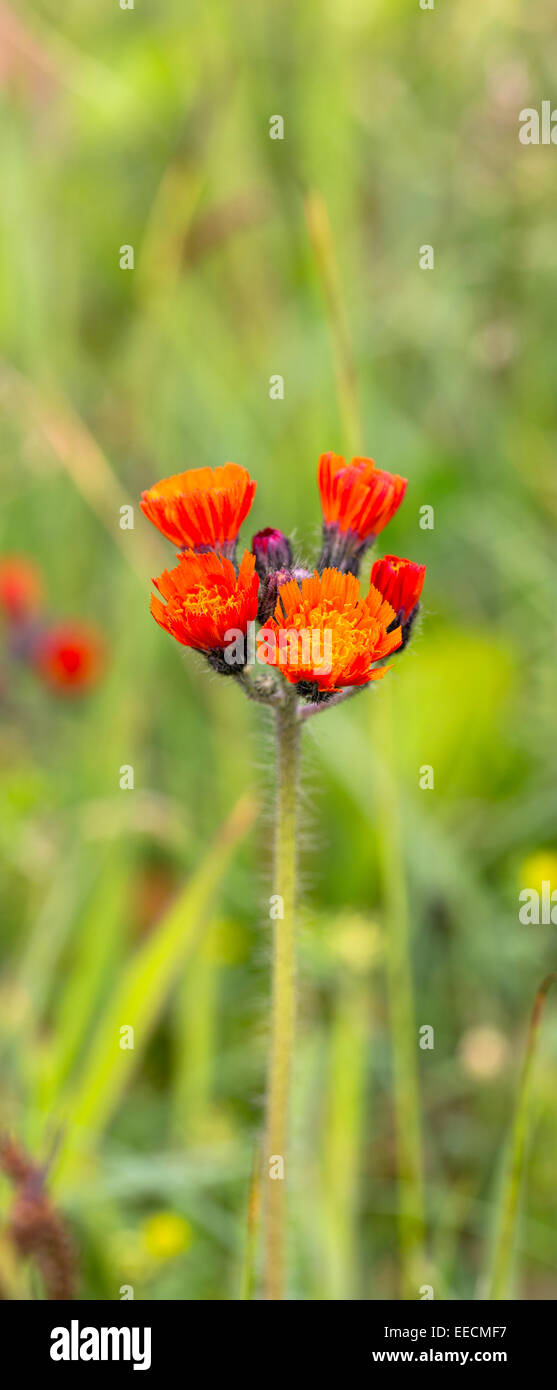Orange perennial wildflowers in bloom in summer in Gloucestershire, UK ...