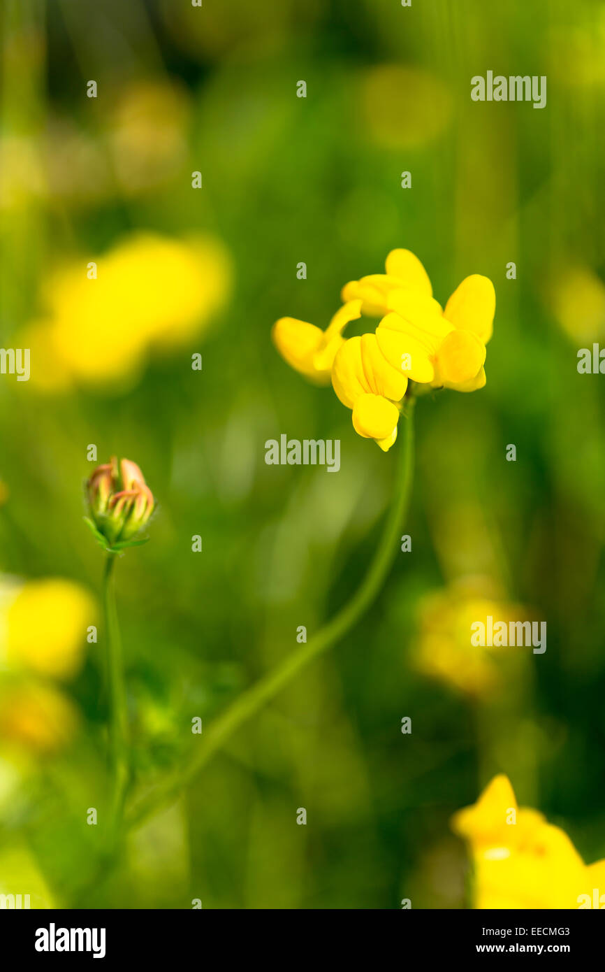 Wildflower Bird's-foot Trefoil, Lotus corniculatus, - birdfoot - in ...