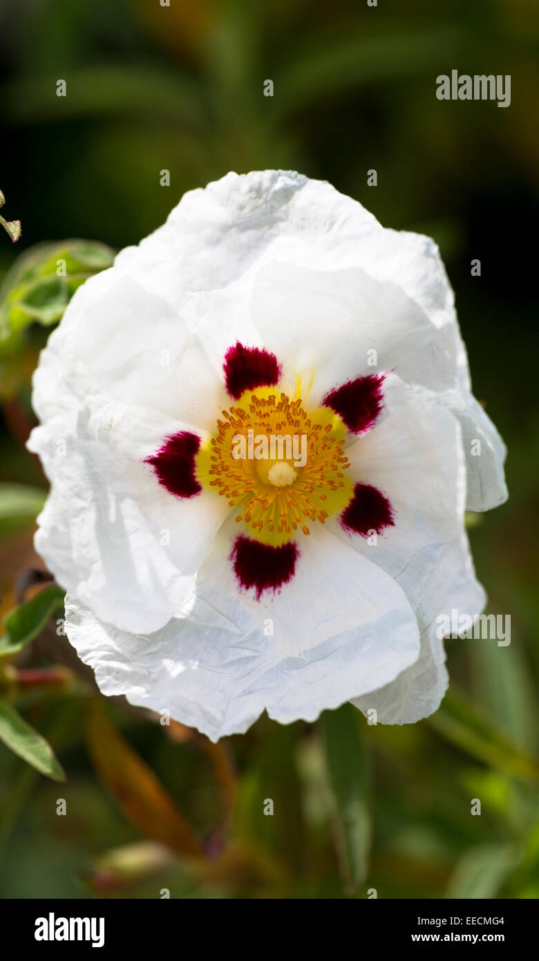 Cistus Purpureus Alan Fradd flowering plant - orchid rockrose - in ...