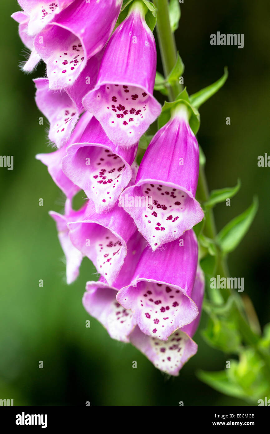 Foxgloves in bloom in summer in England Stock Photo - Alamy