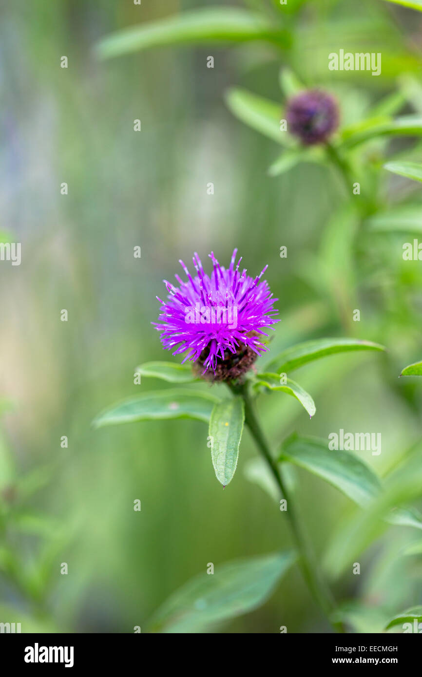Lesser knapweed hi-res stock photography and images - Alamy