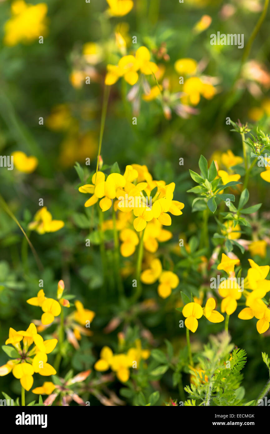 Birds Foot Trefoil - Birdfoot - Lotus corniculatus, perennial ...