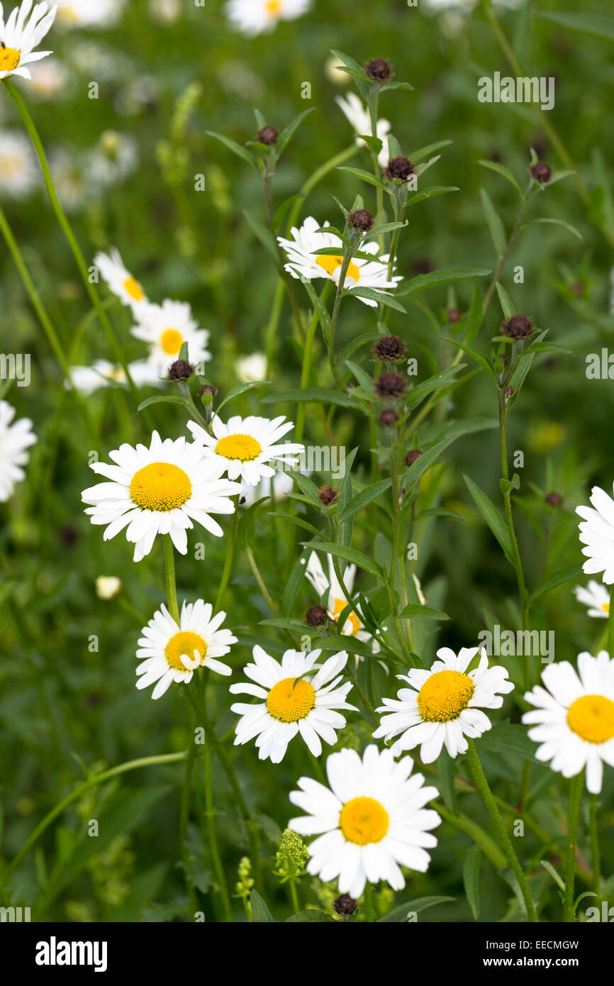 Oxeye Daisies, Leucanthemum vulgare, herbaceous perennials in ...