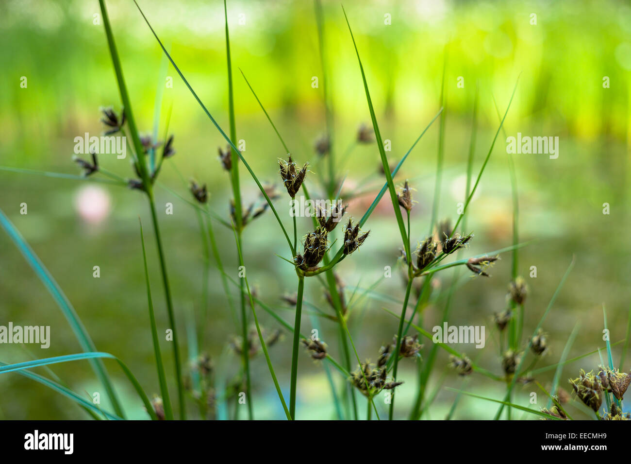 Wetland reeds, a pond marginal plant growing on the edge of a pond in ...