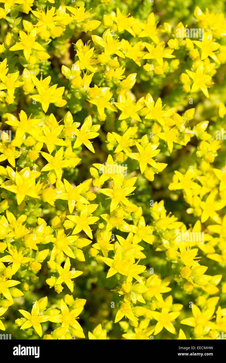 Small yellow summer-flowering wildflowers in bloom in summer in the UK ...