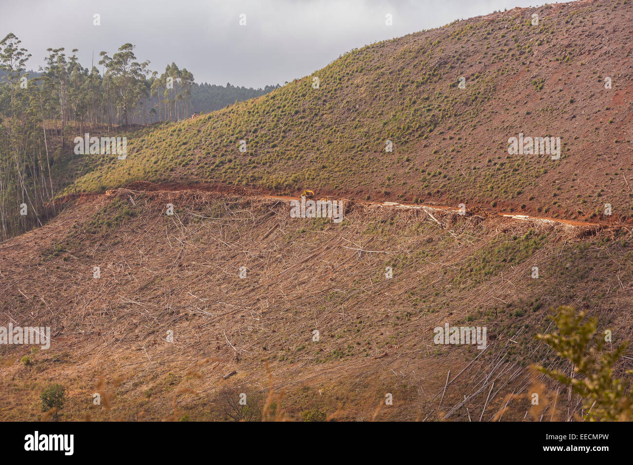 SWAZILAND, AFRICA - Road cut into hillside of tree plnatation, timber ...