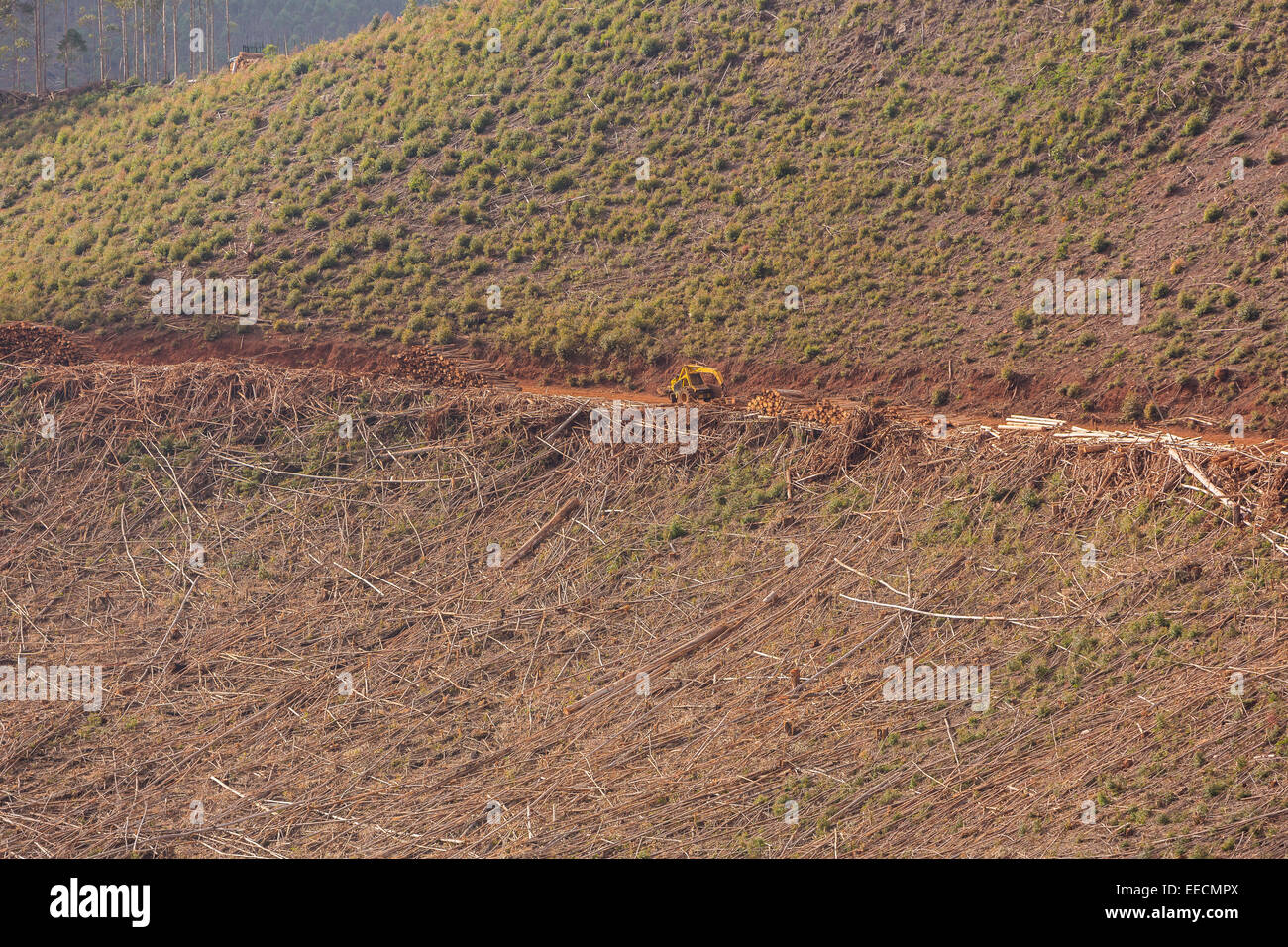 SWAZILAND, AFRICA - Road cut into hillside of tree plnatation, timber ...