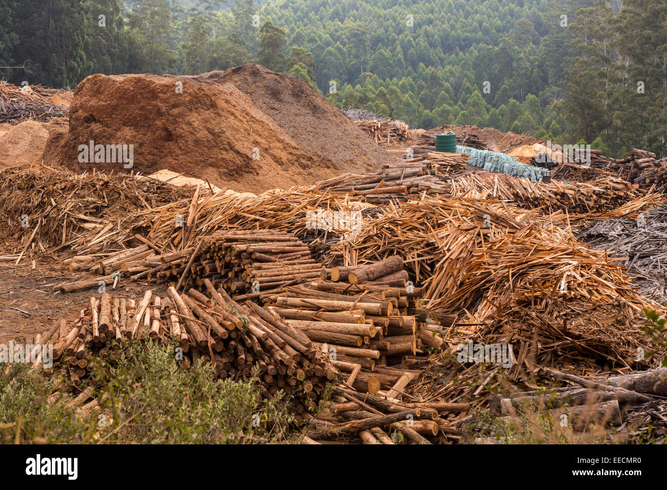 SWAZILAND, AFRICA - Timber industry in Hhohho District. Piles of timber ...
