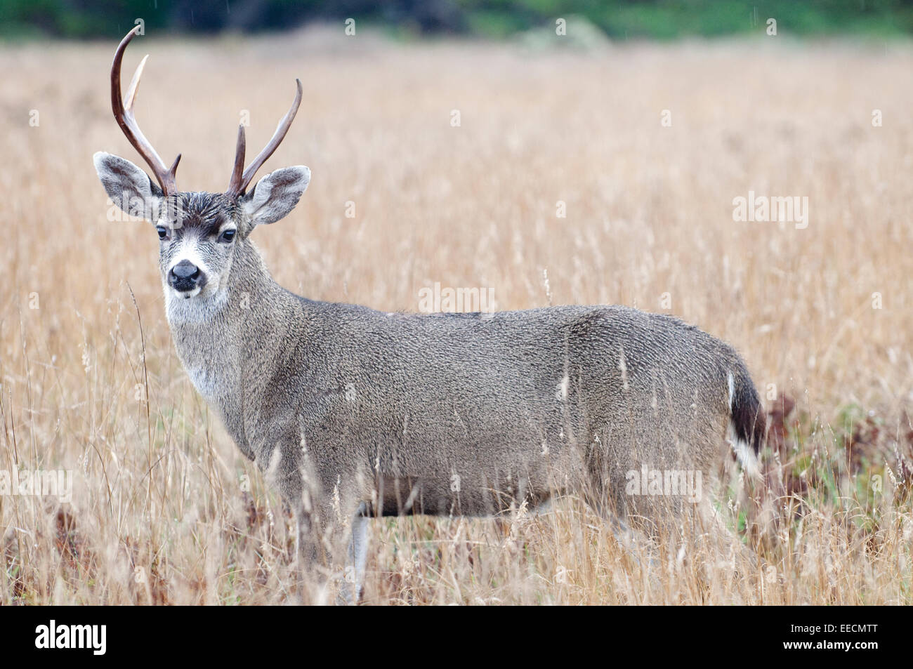 Black tailed Deer (Stag) in long parched grass Fort Bragg North ...