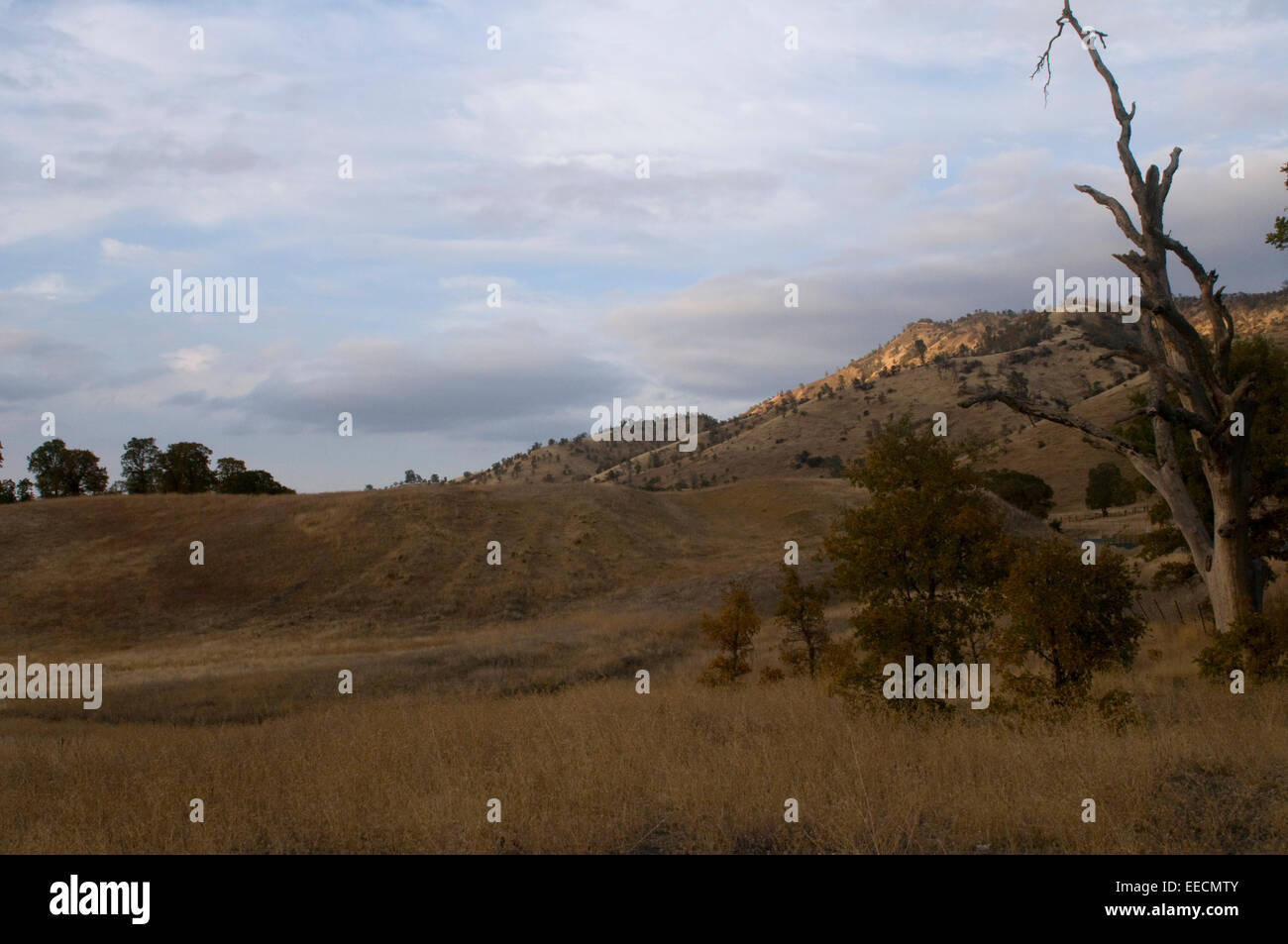 California grassland hi-res stock photography and images - Alamy