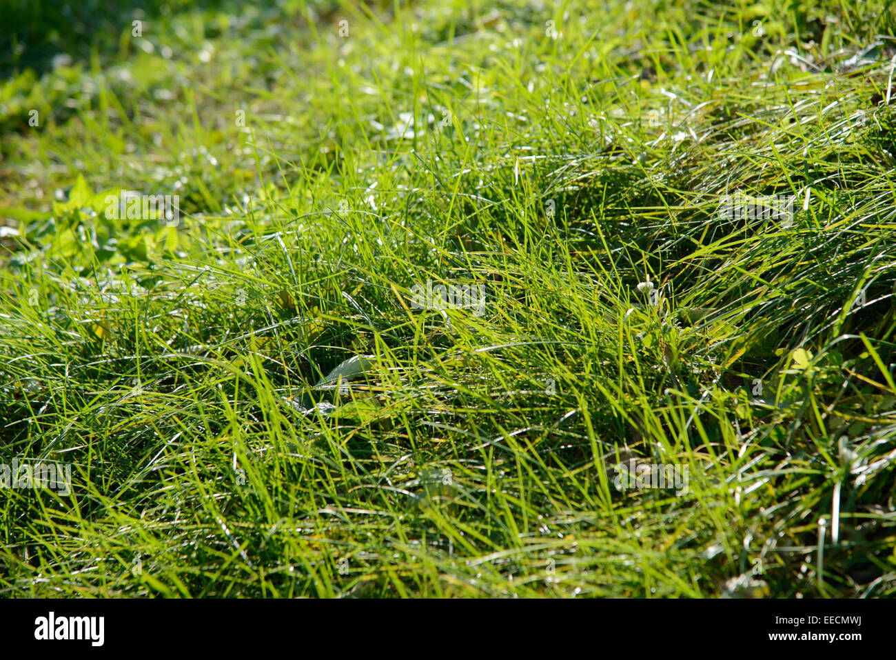 Lawn outdoor hi-res stock photography and images - Alamy