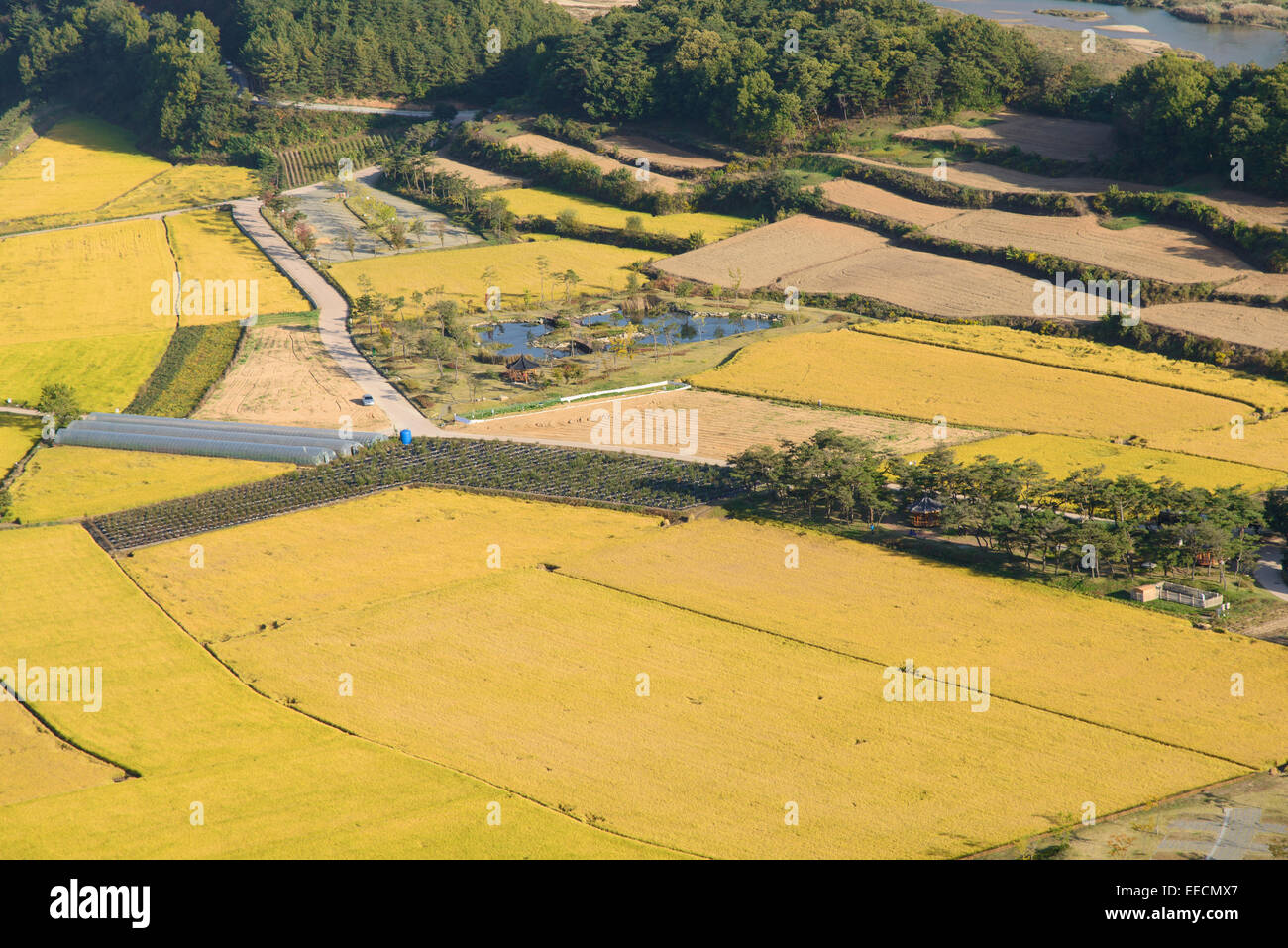 view of golden paddy rice rield in Yecheon, Korea Stock Photo - Alamy