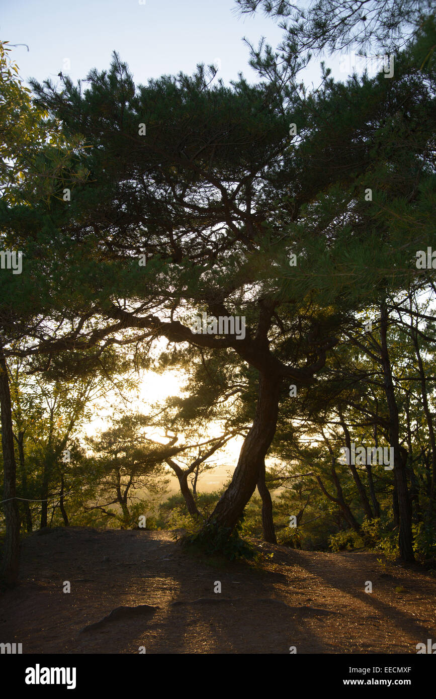 Light lit tree silhouette hi-res stock photography and images - Alamy