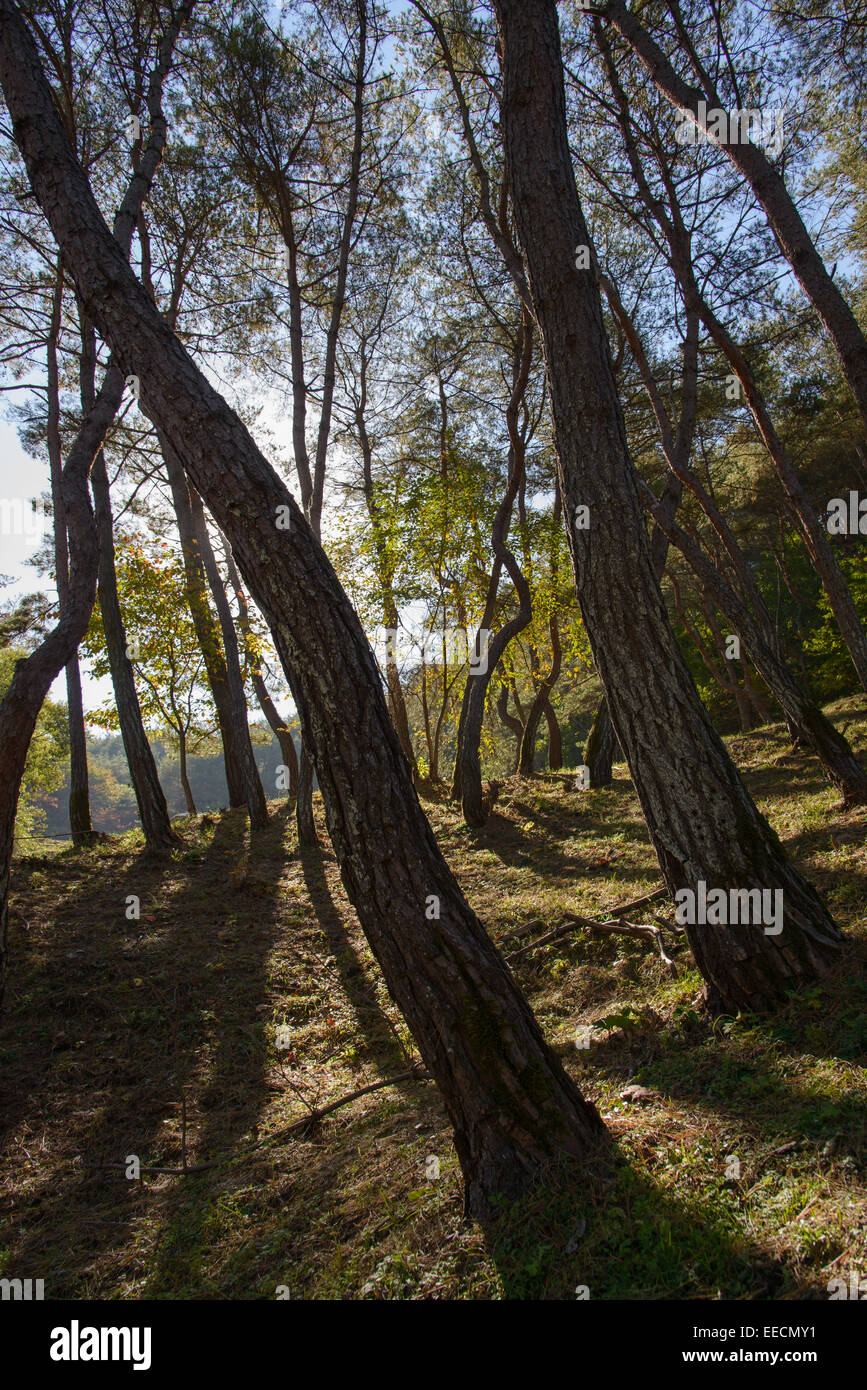 Light lit tree silhouette hi-res stock photography and images - Alamy