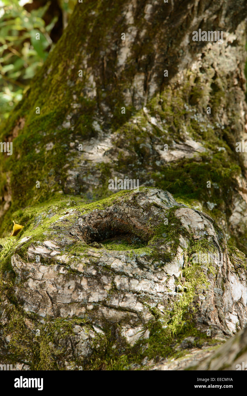 Surface tree pattern hi-res stock photography and images - Alamy