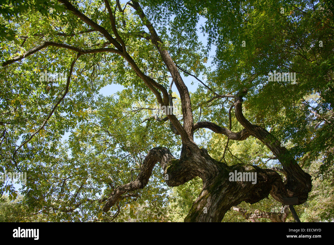 bough of old willow tree in autumn Stock Photo - Alamy