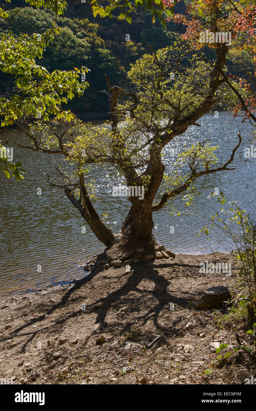 old tree at a shore in Jusanji. Jusanji is a reservoir located in ...