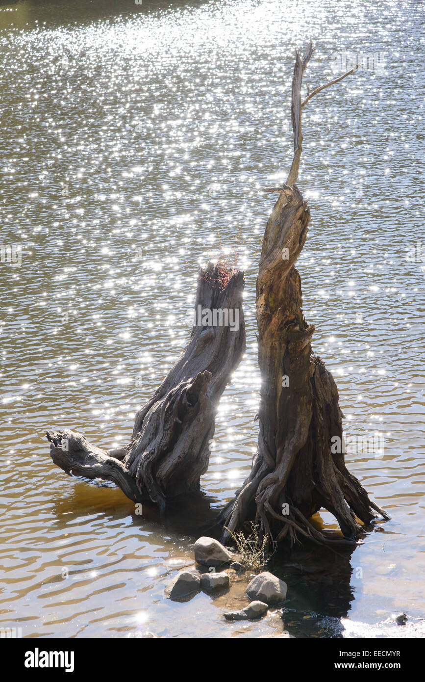 Lonely dead tree in pond hi-res stock photography and images - Alamy
