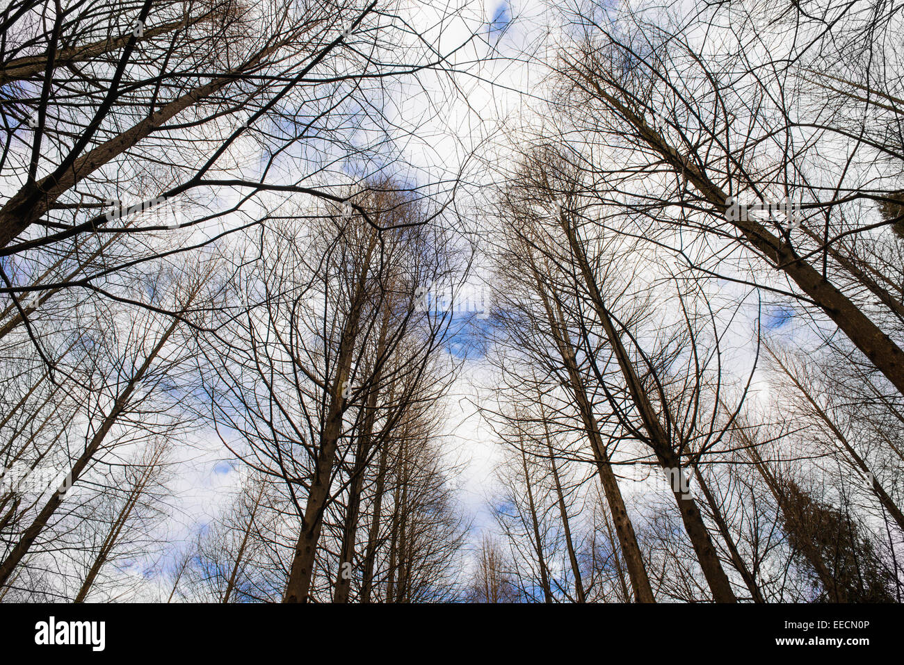 Trees and Sky Stock Photo - Alamy