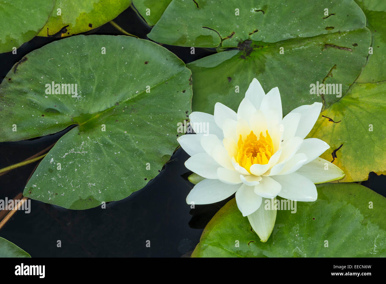 Nymphaea odorata hi-res stock photography and images - Alamy