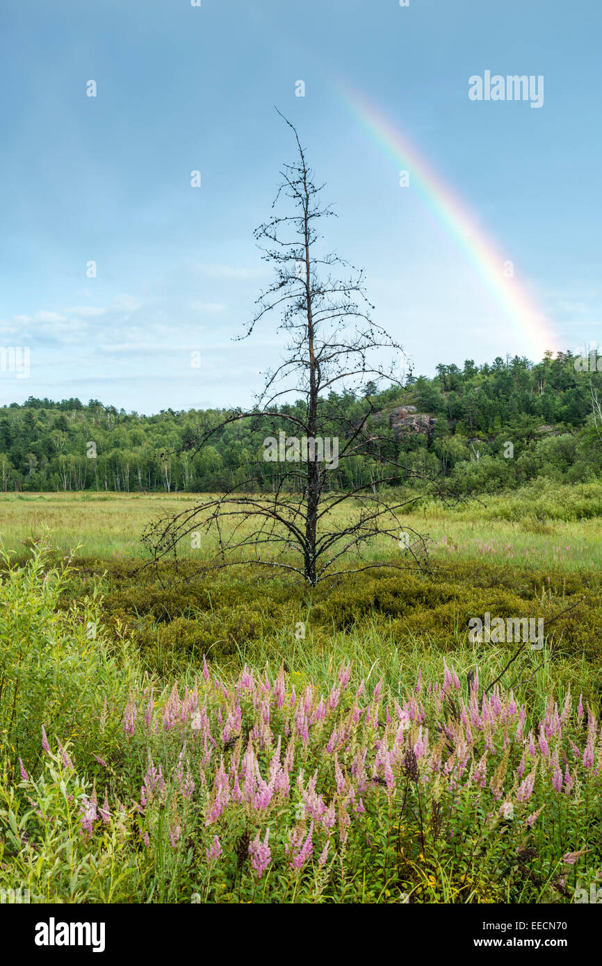 Rainbow over wetland hi-res stock photography and images - Alamy