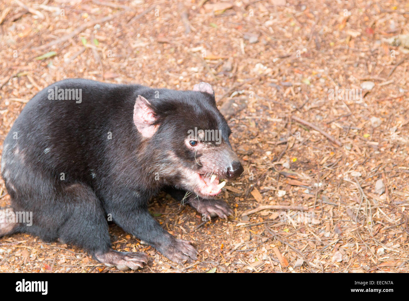 rare and endangered tasmanian devil in tasmania,australia Stock Photo ...